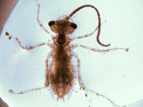 Věda a výzkum na UP: Even trace amounts of pesticides can disrupt the ...